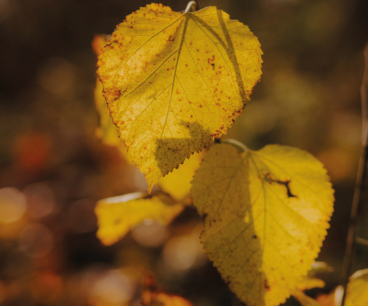 Drought: why some British trees are losing their leaves in August ...