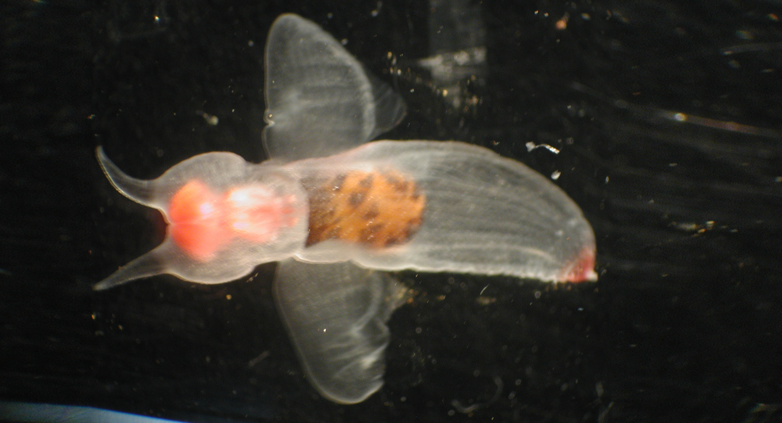 SCIENCE AND SOCIETY The secret lives of sea snails | Morning Star