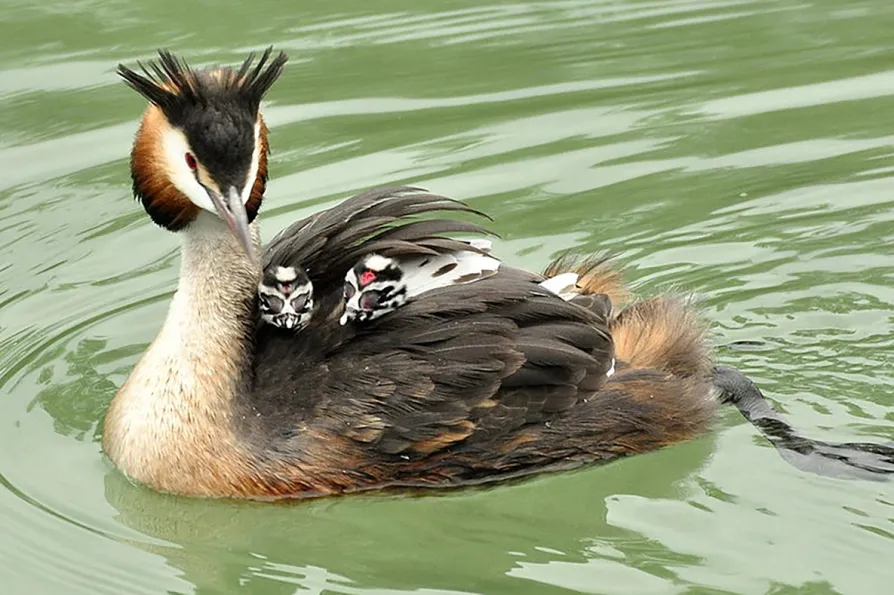 The bird that hatched environmentalism | Morning Star