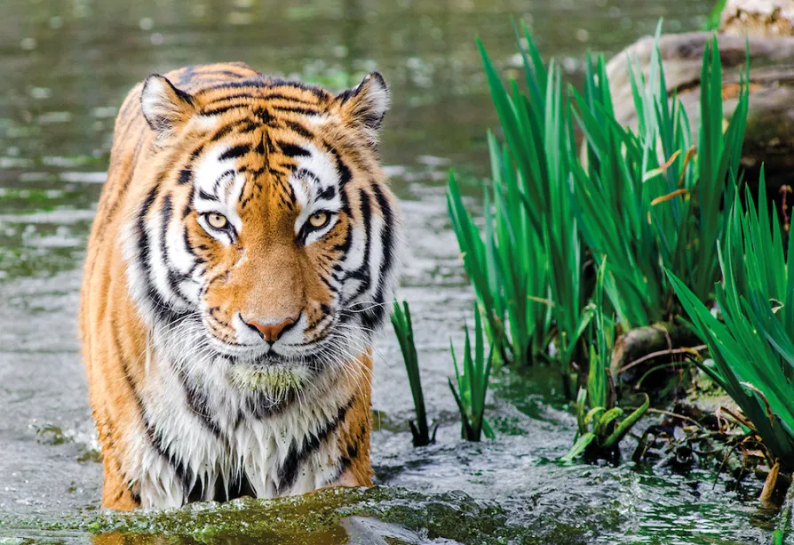 Bring on the tiger, I’ll fight it to the death | Morning Star