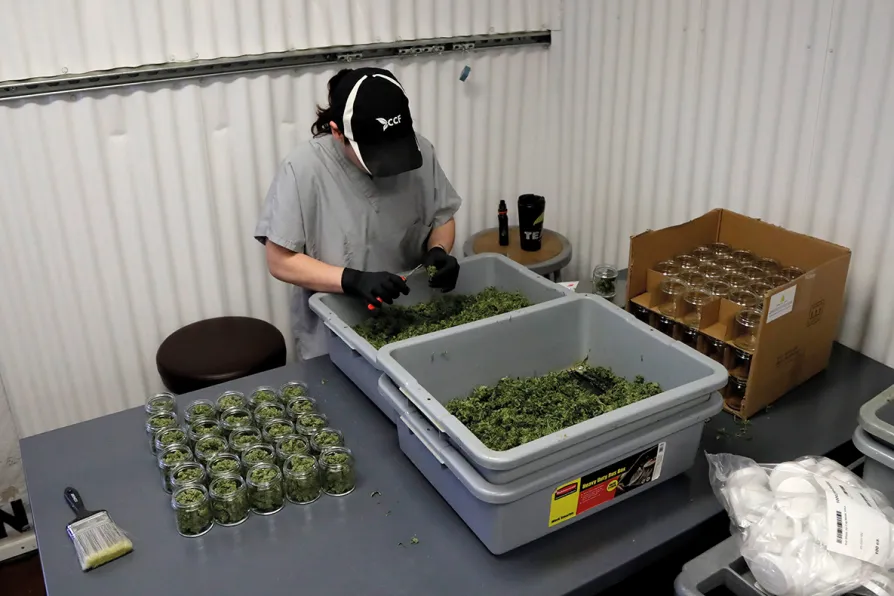 European cannabis reform: still lost between the black market and the ...