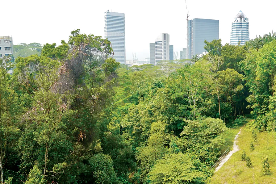 Singapore’s secondary forests: second to none | Morning Star