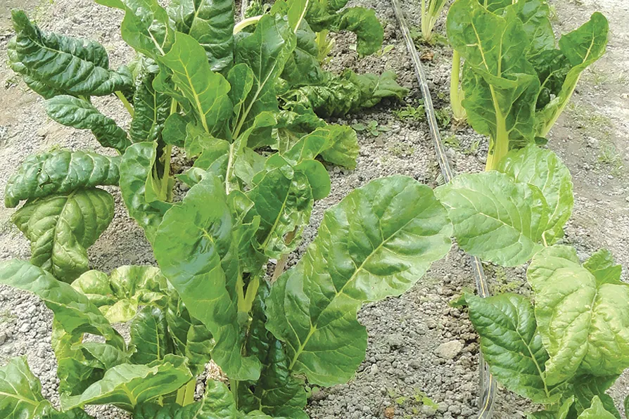 A spinach with a mighty flavour kick | Morning Star