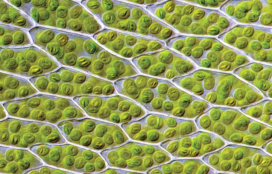 Plants eat too | Morning Star