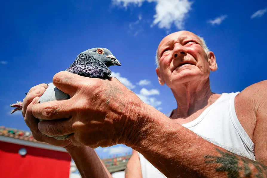 The pigeon fanciers of the Bronze Age | Morning Star