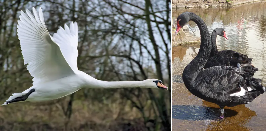 The dying swan | Morning Star